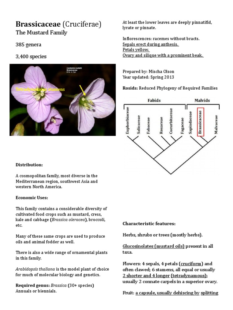 Brassicaceae Notes | PDF | Plants | Organisms