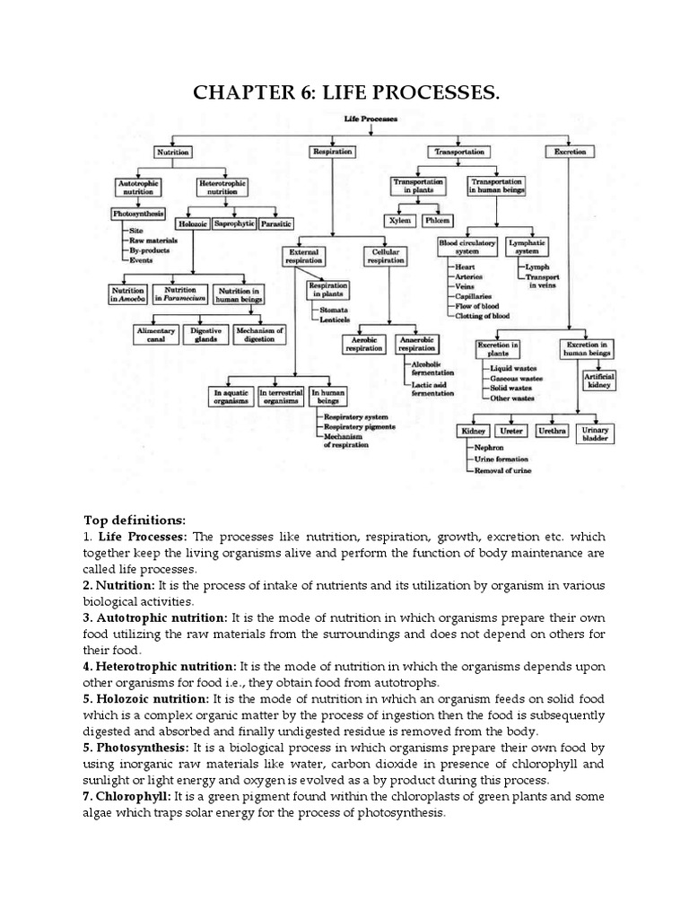 Bio Notes Class X | PDF | Respiratory System | Digestion