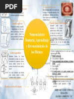 Caras Del Diente | PDF | Anatomia dental | Diente