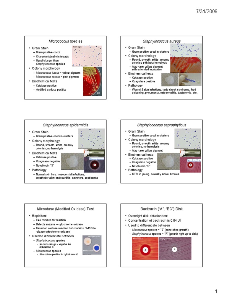 Staphylococcus Saprophyticus Colony Morphology