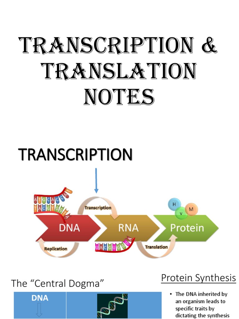 DNA Transcription and Translation Notes | PDF | Rna | Translation (Biology)