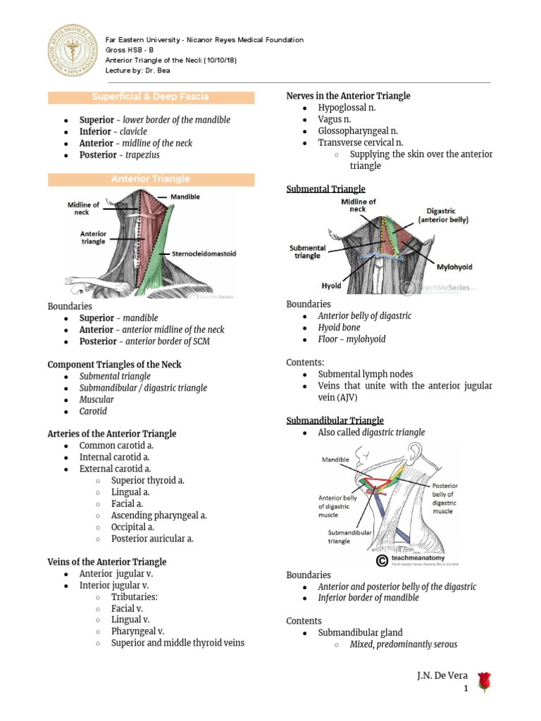 Anterior Triangle of The Neck JDV | Download Free PDF | Larynx | Common ...