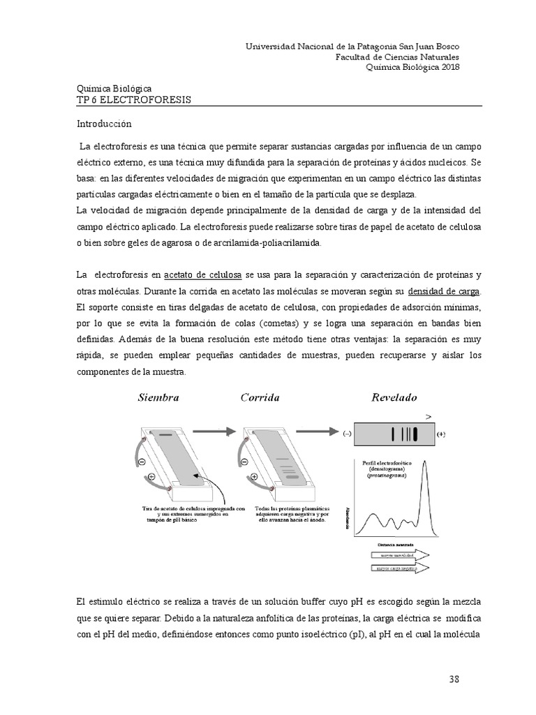 Electroforesis | PDF | Electroforesis | Química