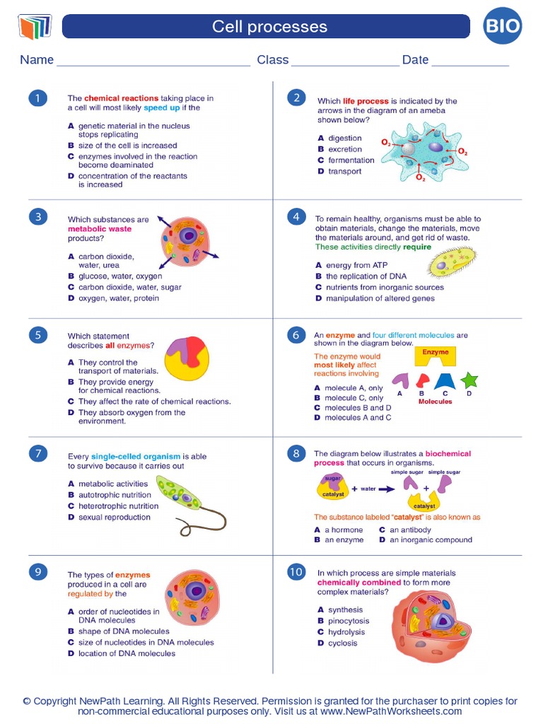 Worksheet Biology High School Cell Processes 3 0