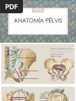 Ángulo de Louis | PDF | Tórax | Anatomía humana