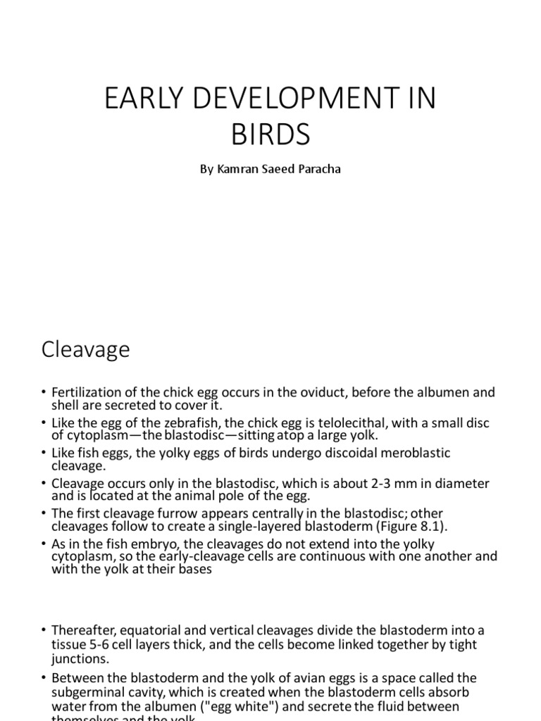 Avian Embryo Early Development Process | PDF | Nervous System | Biology