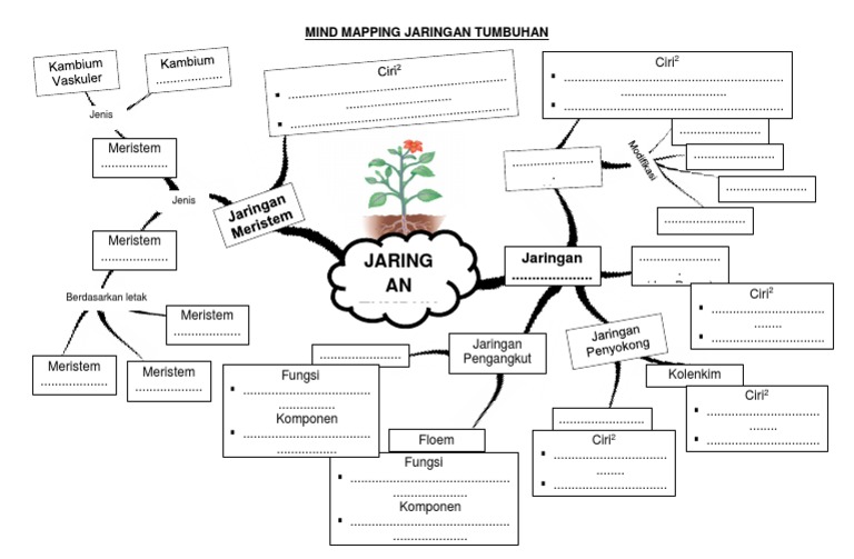 Mind Mapping Jaringan Tumbuhan | PDF