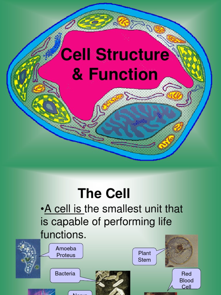 NOTES Cell Structure and Function PDF | PDF | Endoplasmic Reticulum ...
