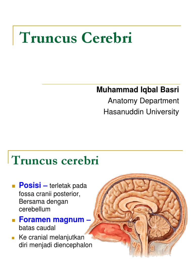 Truncus Cerebri | PDF | Central Nervous System | Human Anatomy