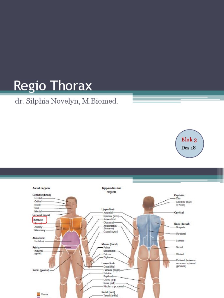 Regio Thorax | PDF