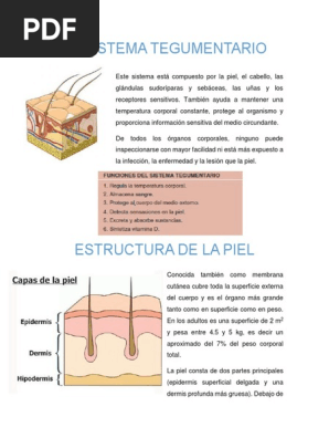 Sistema Tegumentario La Piel O Sistema Tegumentario
