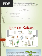 Clasificación de Las Raíces - Botanica | PDF | Raíz | Tallo de la planta