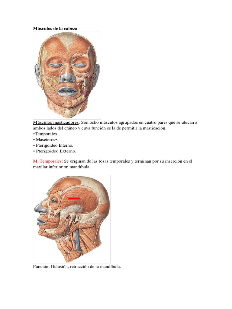 Músculos de la cabeza y su función | PDF | Cara | Anatomia animal