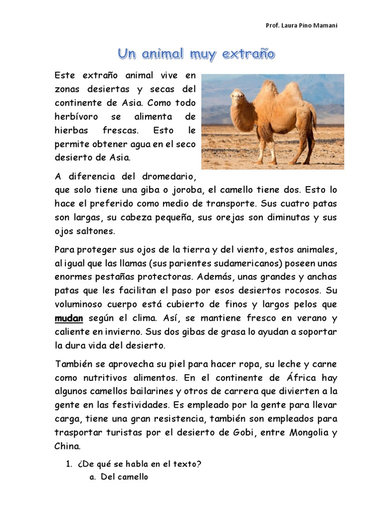 Camello | PDF | Camello | Desierto