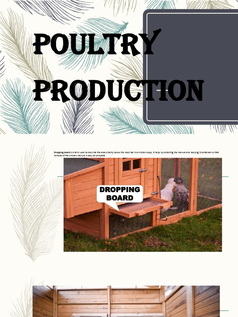 Poultry Production | PDF | Chicken | Poultry Farming