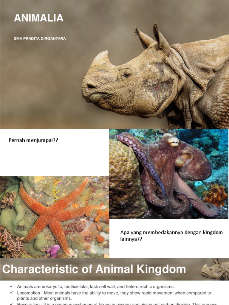 Animalia Part 1 Invertebrata PDF | PDF | Organisms | Biology