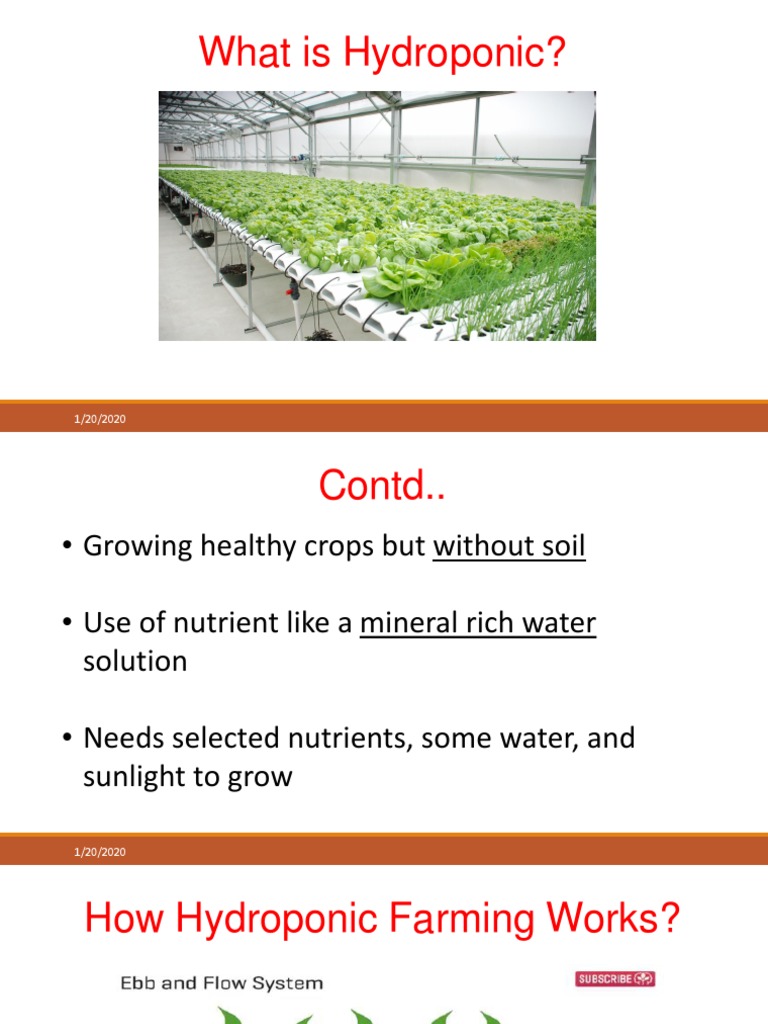 Presentation On Hydroponic Farming | PDF