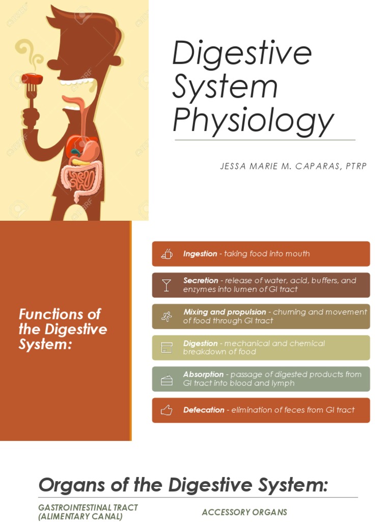 Digestive System Physiology | PDF | Digestion | Human Digestive System