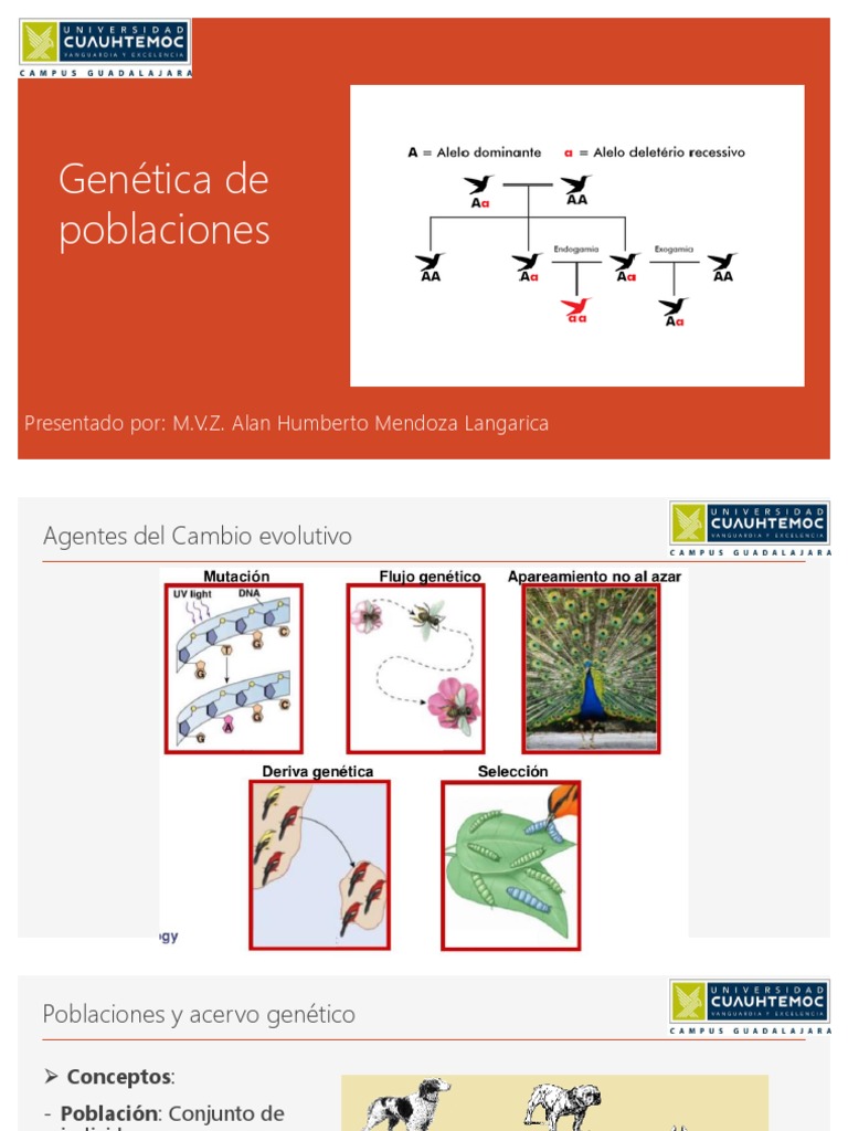 Genética de Poblaciones | PDF | Dominancia (Genética) | Endogamia