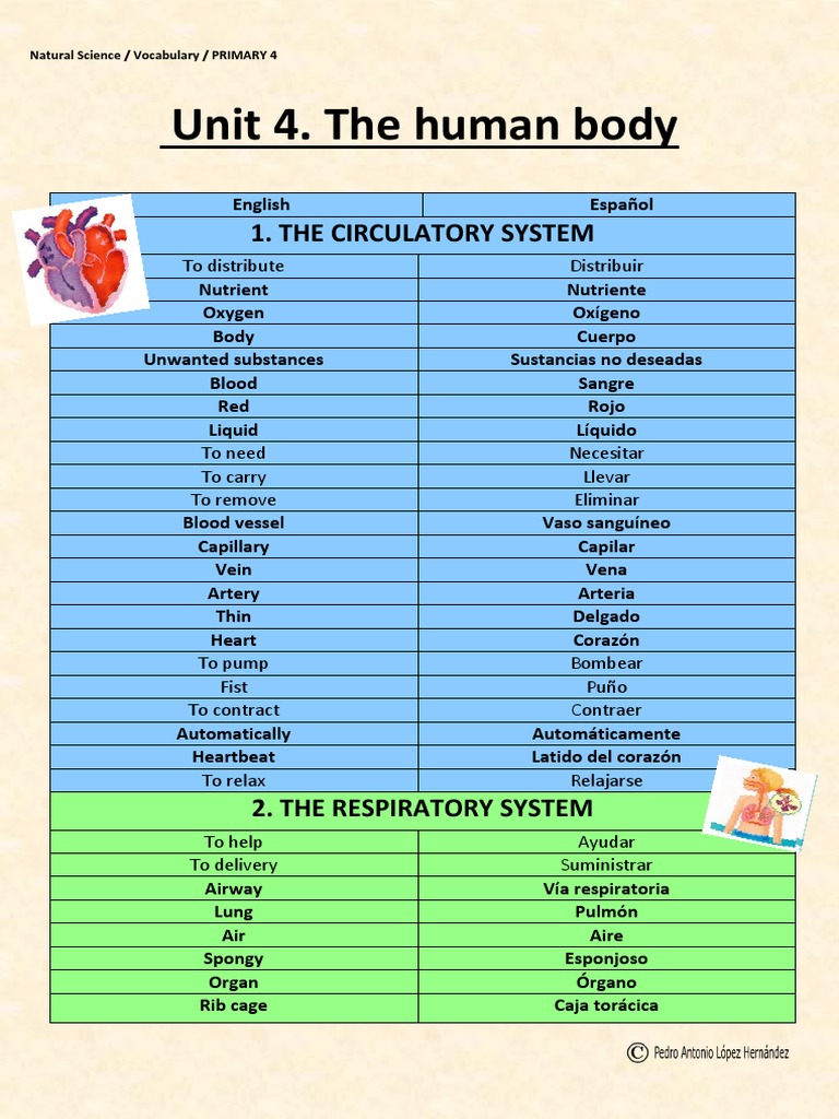 Human Body Vocabulary for Primary 4 | PDF | Respiratory Tract ...