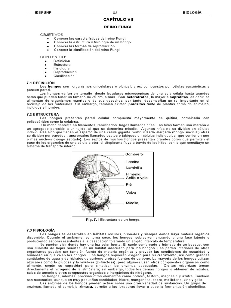 07-09 El Reino Fungi | PDF | Tallo de la planta | Raíz