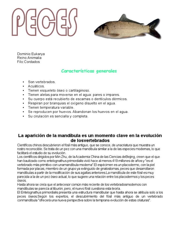 Evolución de Mandíbulas en Peces | PDF | Pescado | Branquia