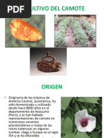 El Mamon en Venezuela | PDF | Alimentos | Plantas comestibles