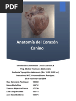 Comparativa del Corazón Humano y Animal | PDF | Corazón | Sistema ...