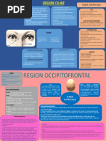 Region Superciliar ANATOMIA 2 FOLP | PDF | Anatomía humana | Cabeza y ...