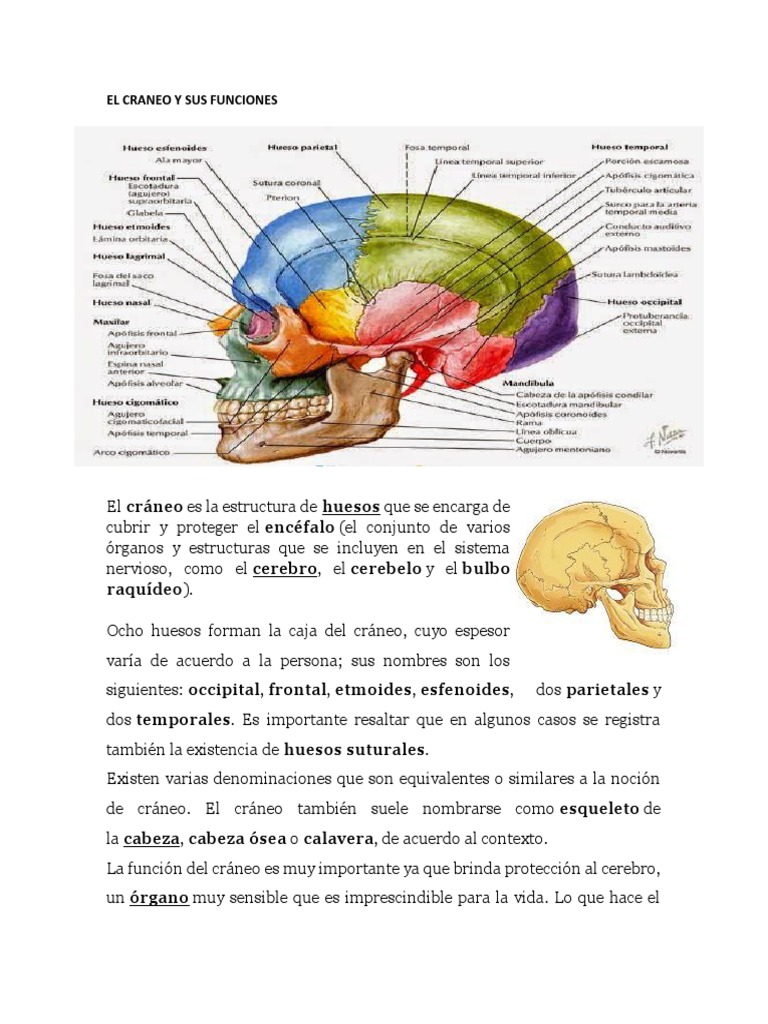 El Craneo y Sus Funciones | PDF | Cráneo | Vértebra