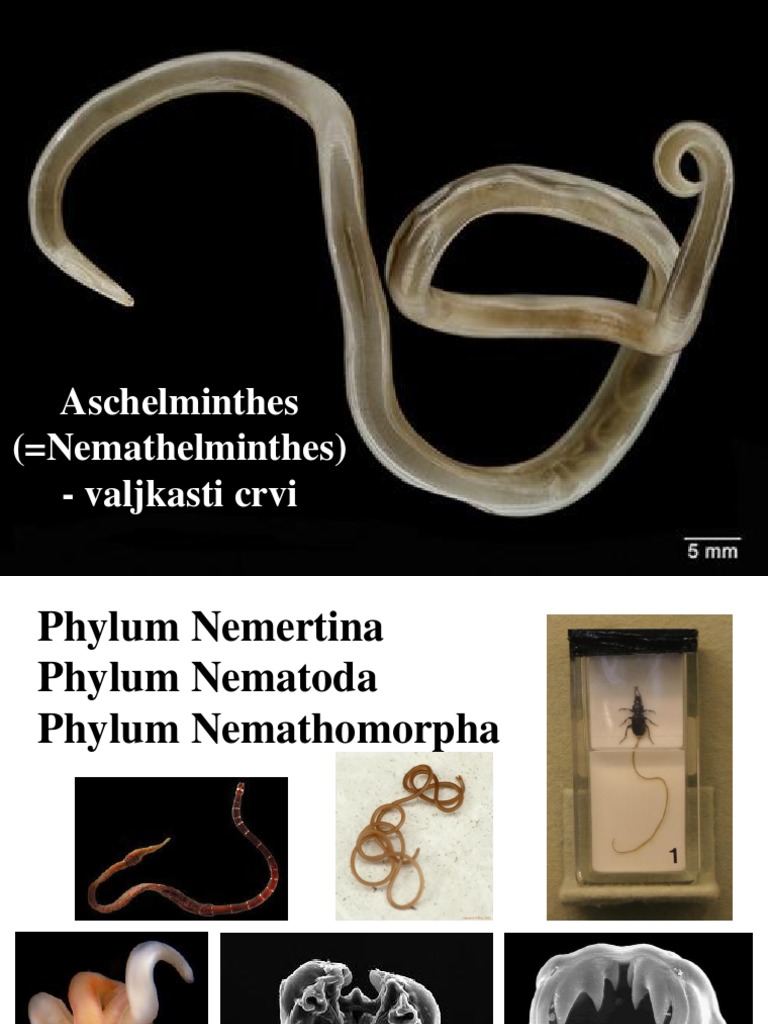 Vezba 10 Phylum Nemertina Nematoda Nemathomorpha | PDF