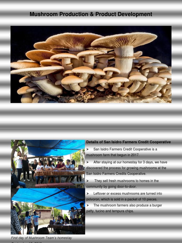 Mushroom Production | PDF | Prototype | Mushroom