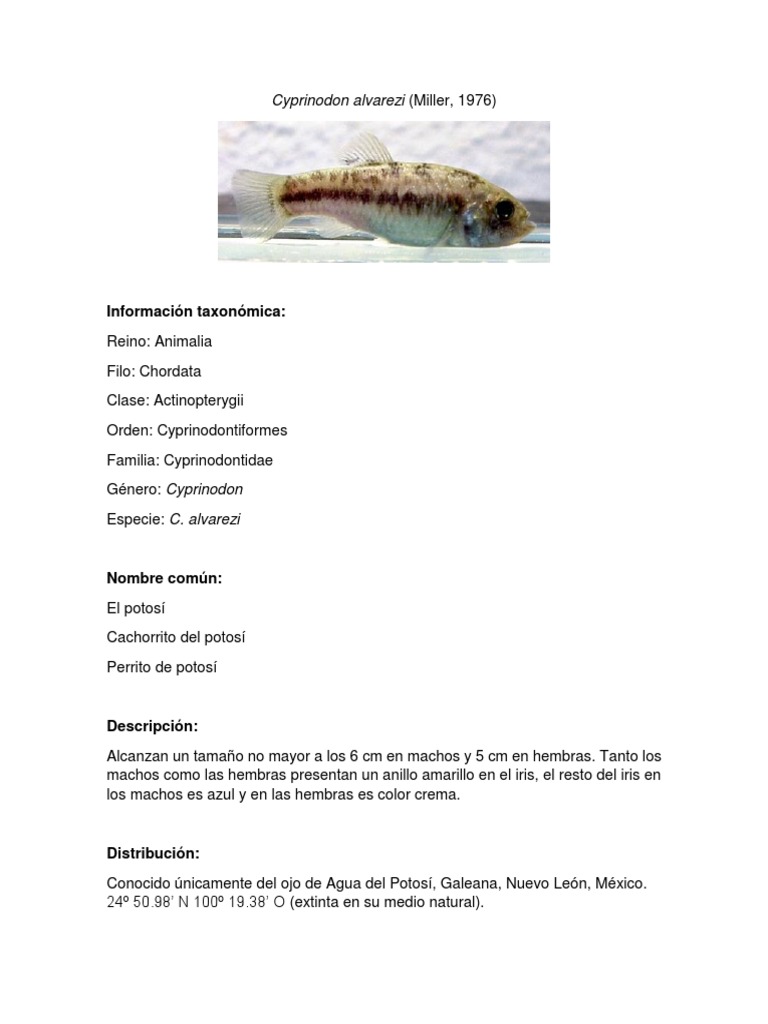 Ficha. - Cyprinodon Alvarezi | PDF