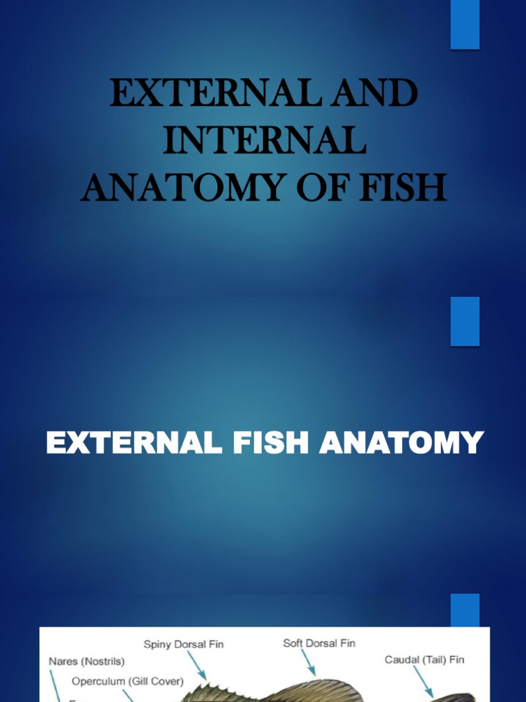 Anatomy of Fish: Internal & External | PDF | Fish | Senses