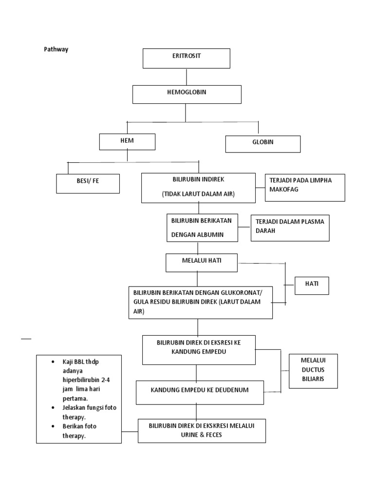 Pathway Icterus Neonatorum | PDF