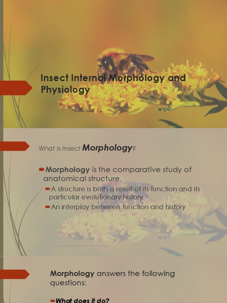 Lecture 3 (Insect Internal Morphology) PDF | PDF | Animal Anatomy | Anatomy