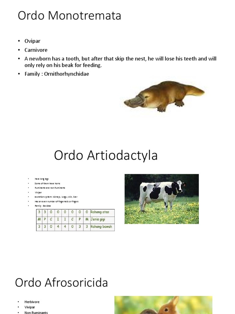 Ordo Artiodactyla | PDF | Science & Mathematics