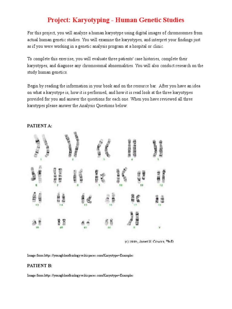 Karyotype Project | PDF | Karyotype | Genetics