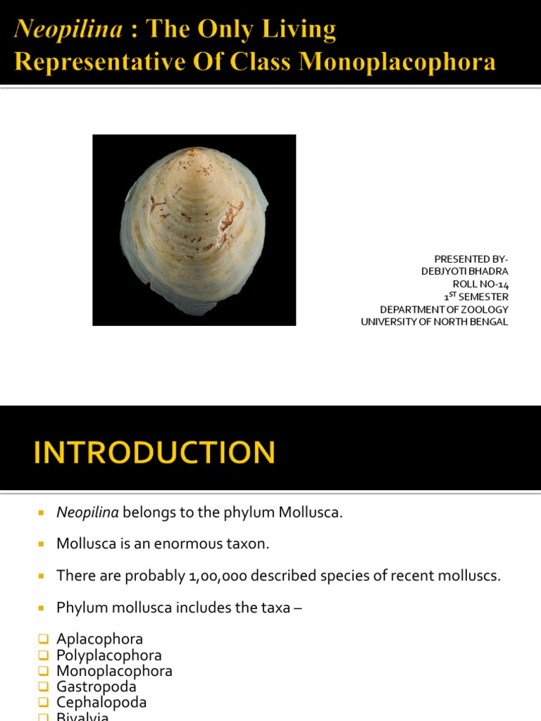 Neopilina-DEBJYOTI BHADRA | PDF | Mollusca | Molluscs