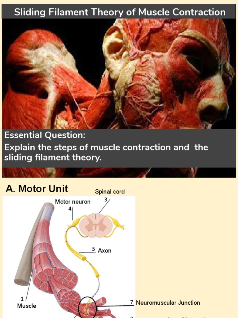 9 Sliding Filament Theory of Muscle Contraction 2020 1 | PDF