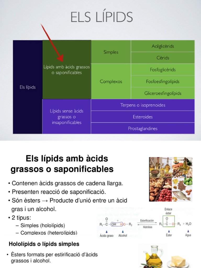 Lípids Saponificables Simples Descargar Gratis Pdf Ácido Graso Glicerol