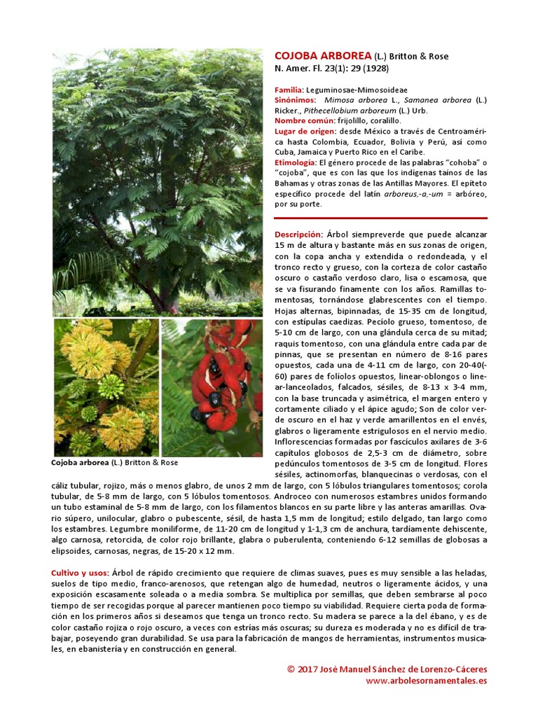 Arbol de Moruro | PDF | Flora | Organismos