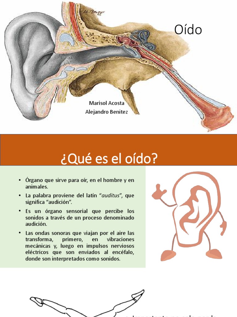 Oido | PDF | Oído | Escuchando