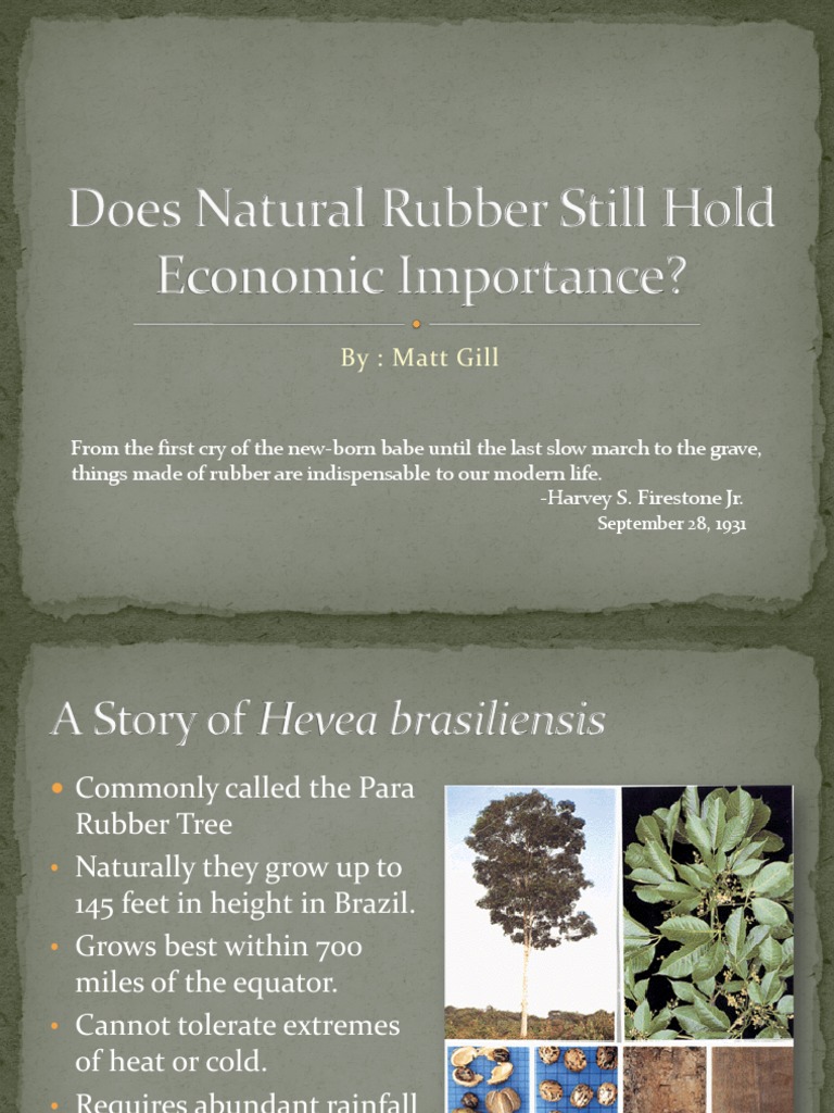 The History and Uses of Natural Rubber | PDF | Natural Rubber | Tire