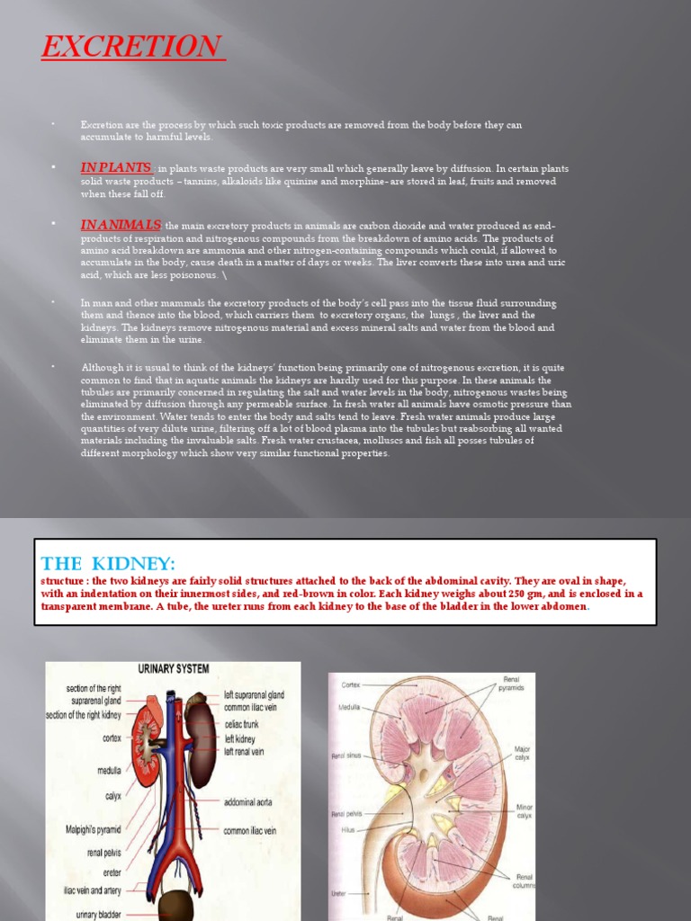 Excretion | PDF | Excretion | Kidney