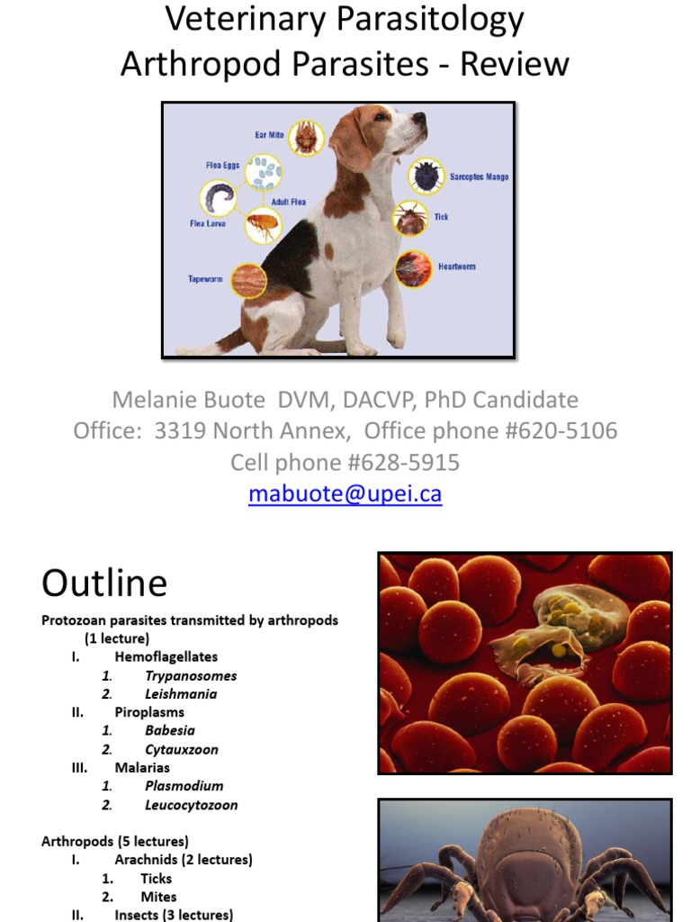 Veterinary - Parasitology - 2015 - Review Arthropodos PDF | PDF ...
