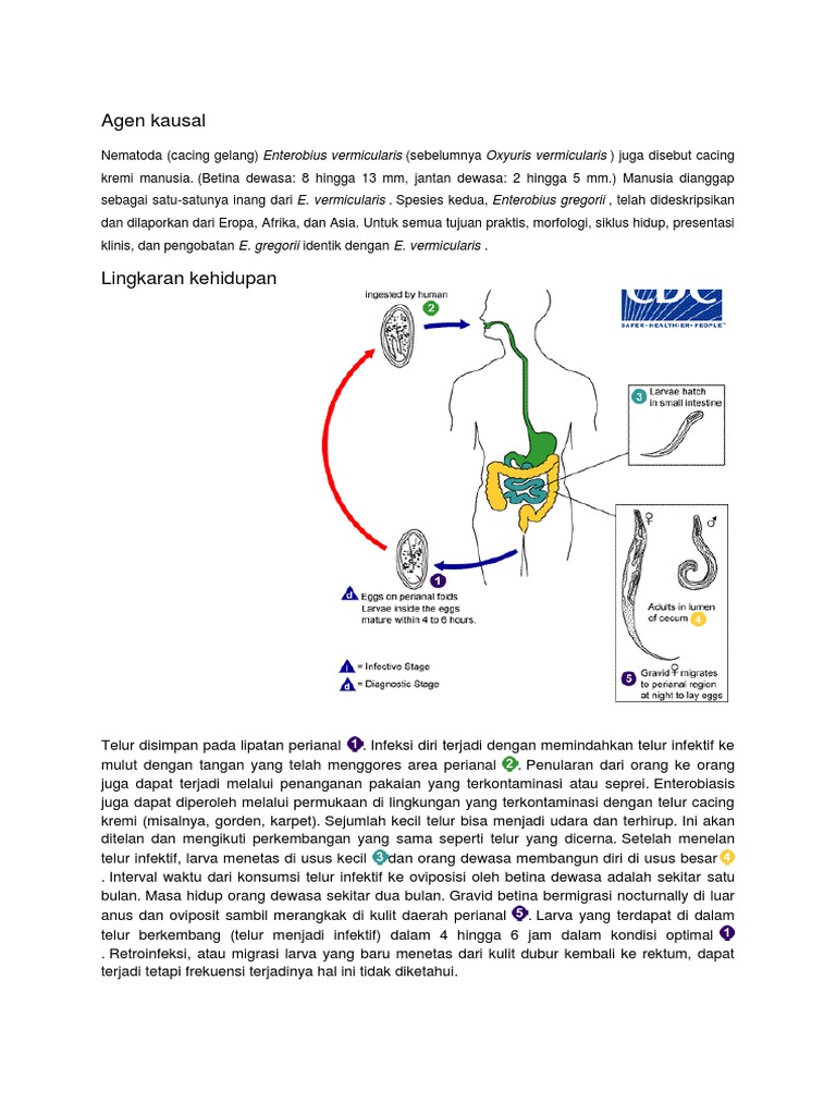 Enterobius Vermicularis | PDF