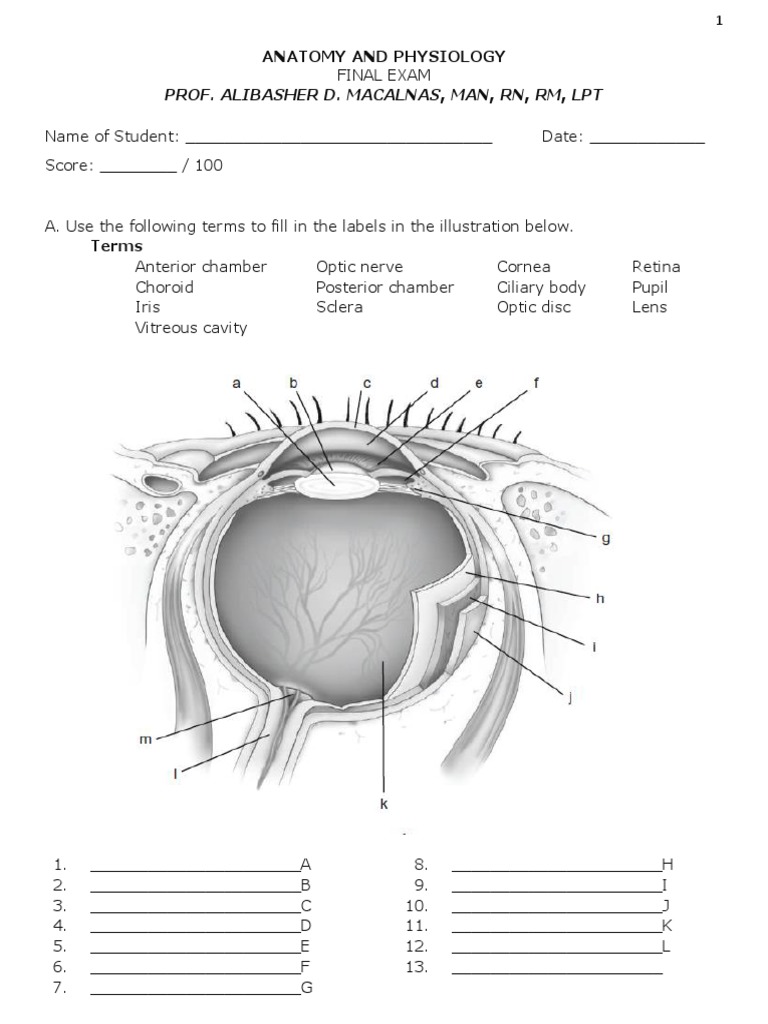 Anatomy and Physiology Final Exam Msu | PDF | Artery | Heart Valve