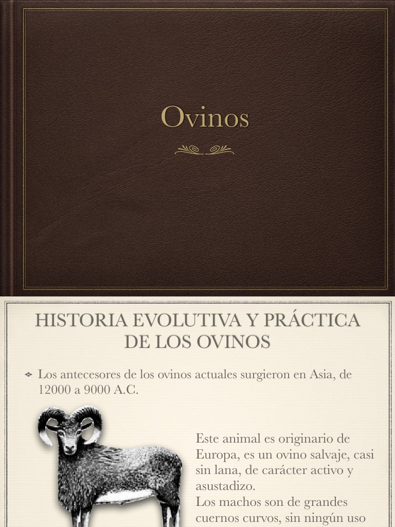 FICHA INFORMATIVA El Ciclo de Vida de Las Ovejas IMPRIMIBLE ANIMAL ...