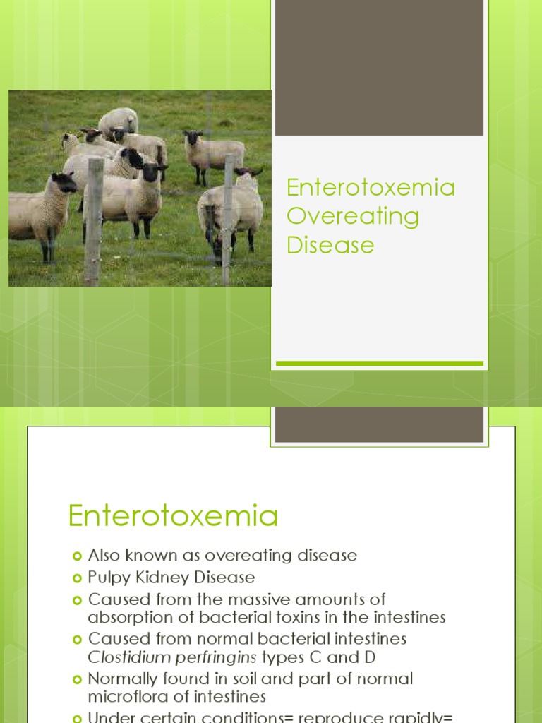 Enterotoxemia | Download Free PDF | Gastrointestinal Tract | Sheep